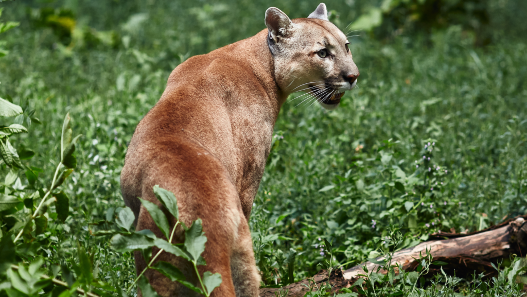 Stop the slaughter of predators: Reform wildlife management | Wildlife ...