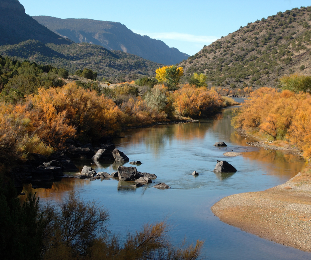 Hybrid striped bass introduced into Caballo Lake | Wildlife for All