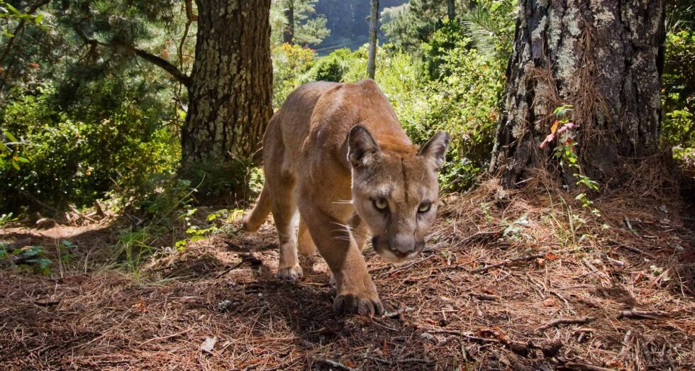 Missouri Man Illegally Killed a Mountain Lion | Wildlife for All
