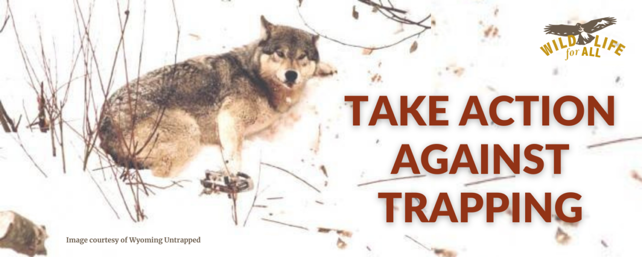 Take a stand against trapping | Wildlife for All