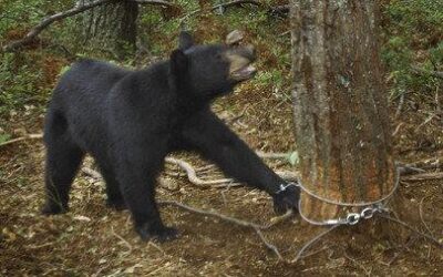 Take a stand against trapping | Wildlife for All