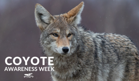 Coyote Awareness Week: Challenging Fear, Embracing Coexistence ...