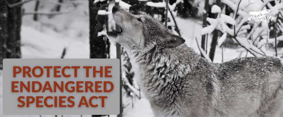 Protect the Endangered Species Act | Wildlife for All
