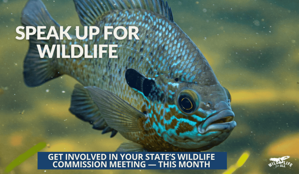 July Wildlife Commission Meetings | Wildlife for All