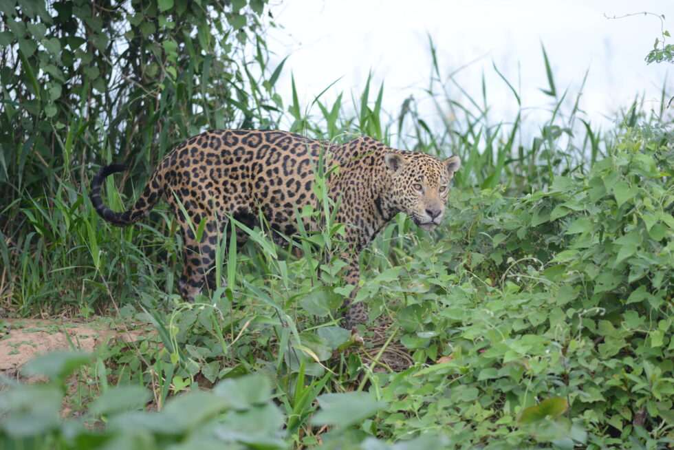 Jaguar recovery in the Green Corridor is a model for community-driven ...