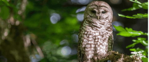 Stop the Barred Owl Massacre – Take Action Today | Wildlife for All